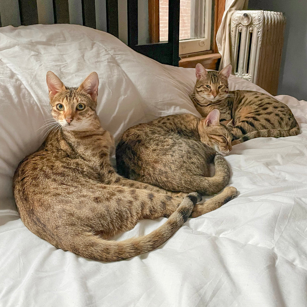 Savannah Cat Breeder, Buy Savannah Kitten for Sale | Royal Savannahs